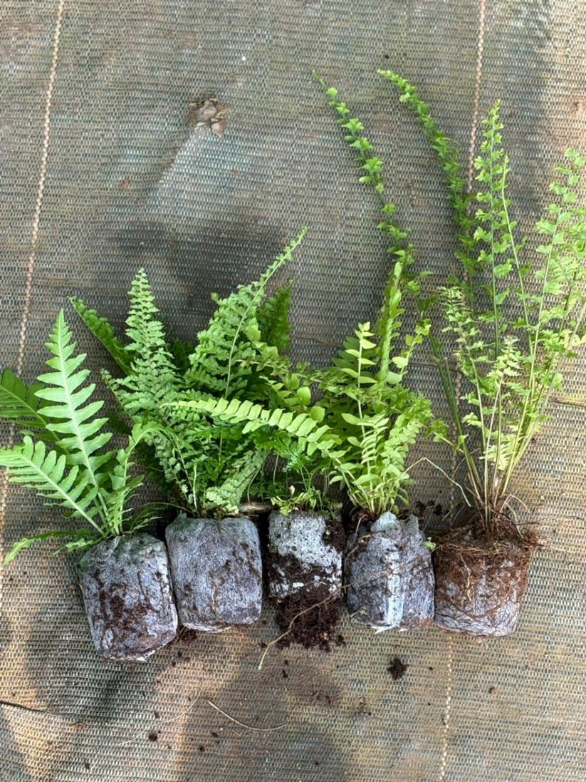 Ferns Super Combo 555- Rabbit Foot Fern, Petticoat Fern,Tree Fern,Gold ...
