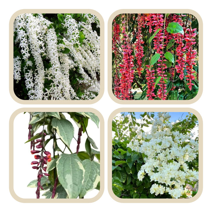 FLOWERING SUPER COMBO 349/- MANIMULLA,PETRIA WHITE,THUNBERGIA VERIGATE – vridhigarden