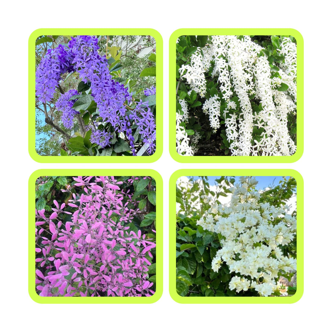 combo of 4 flowering plant 349/- petria blue, petria white, congea ,ma – vridhigarden