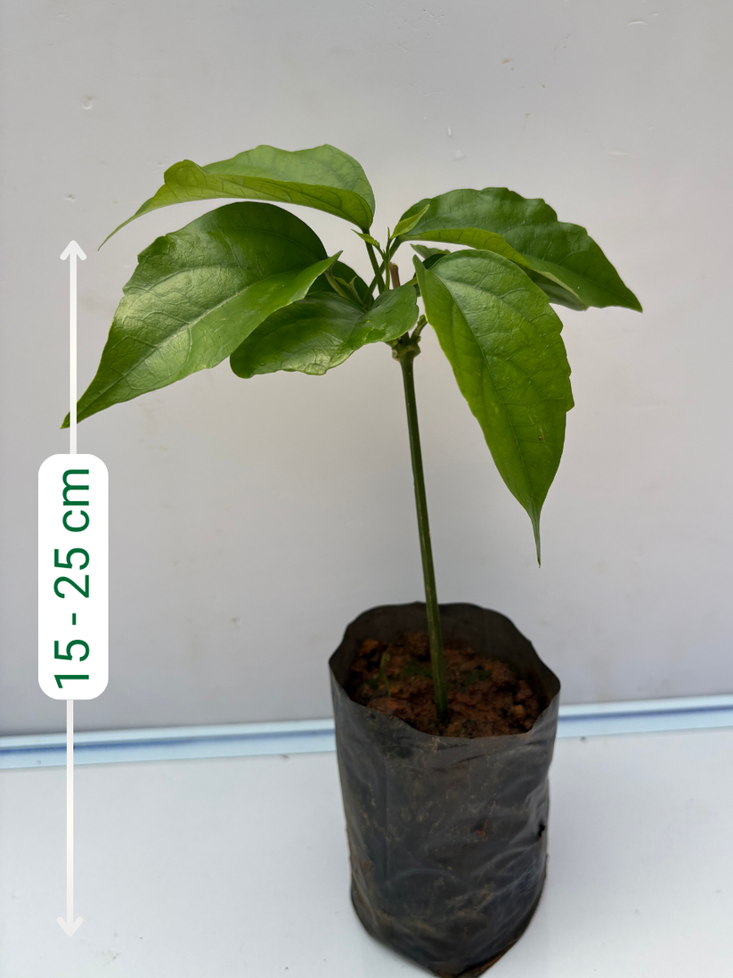 Golden Cascade (Rooted plant in poly bag) – vridhigarden