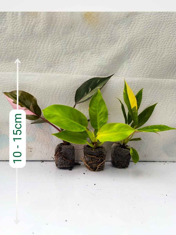 Philodendron Combo 499 Ring Of Fire Variegated+Pink Princess+ Moon Shi ...