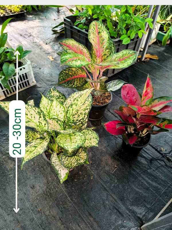 Aglaonema Mother Plant Combo 2222 Thailand Red,Ten Karat, Eileen Pink – vridhigarden